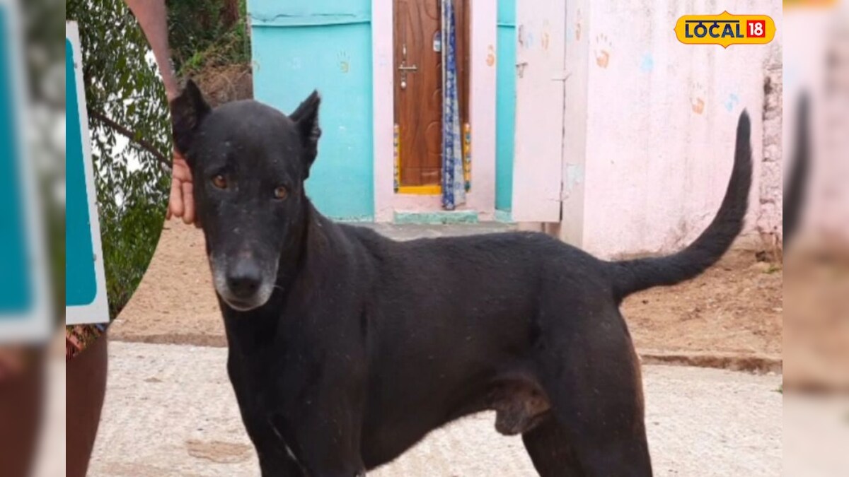 చిరుత, కుక్క క్రాస్ బ్రీడింగ్ ఈ శునకాలు.. పోలీసుల హాట్ ఫేవరెట్ ...