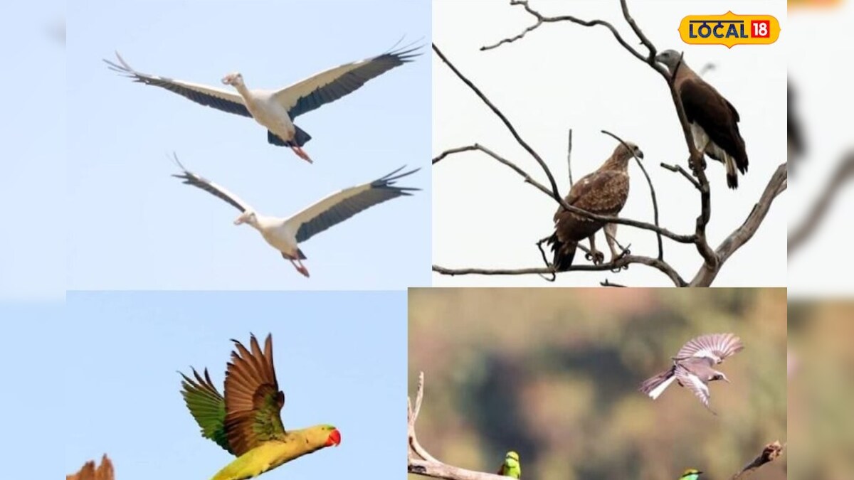 అందం అంటే వీటిదే.. మీరూ ఓ లుక్కేయండి! | birds flying in Kavval forest ...