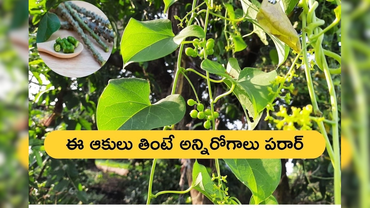 Health Tips: ఈ ఆకు తింటే.. జ్వరం, మలబద్ధకం, చర్మవ్యాధులు దూరం ...