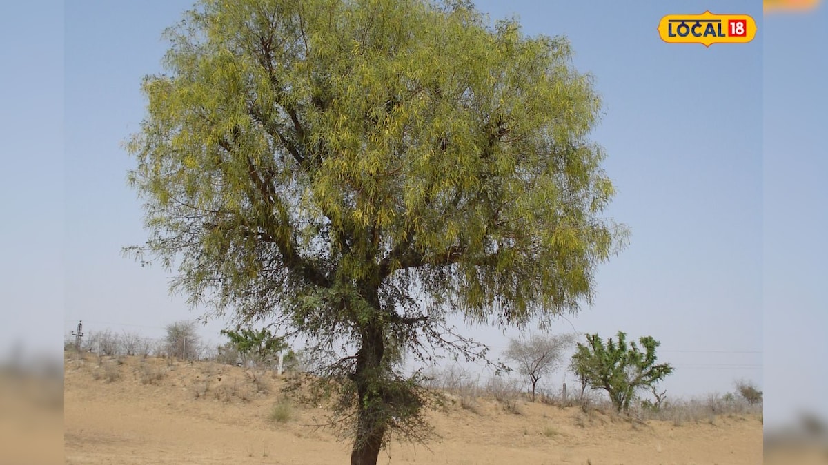 Jammi Tree is reason for Jammigadda village name Know about history | ఆ ...