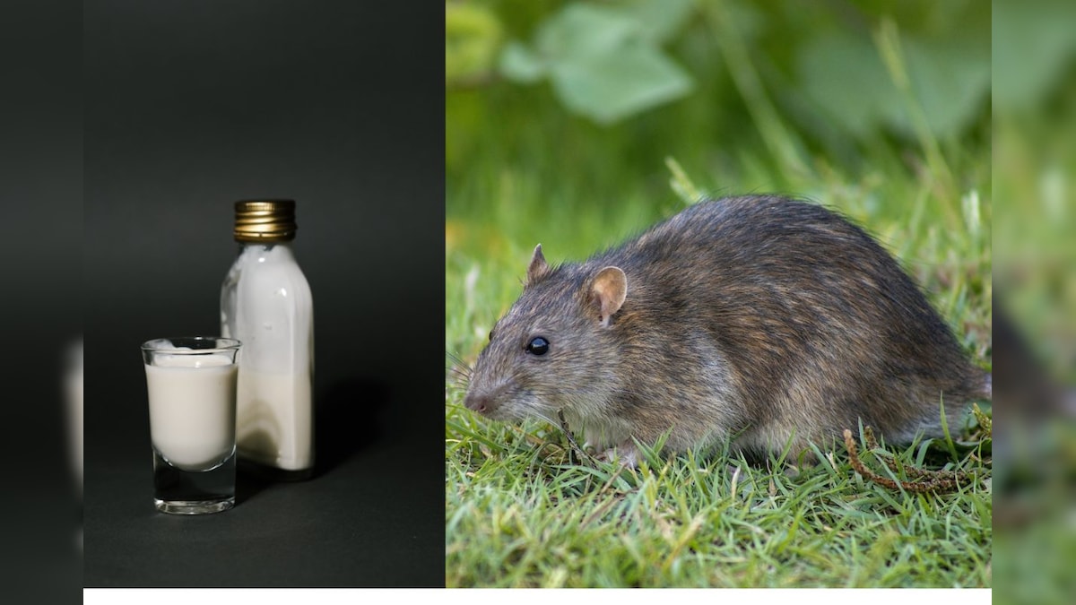 ఆ చిన్న జంతువు పాలు లీటర్ రూ.18లక్షలు..అది ఏ జంతువో తెలిస్తే షాక్ ...