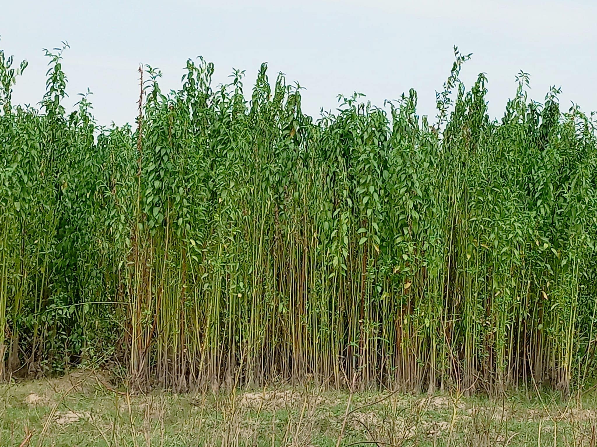 Jute Crop:జనపనార సాగుతో భారీ లాభాలు.. ప్రభుత్వ మద్దతుతో రైతులకు ...