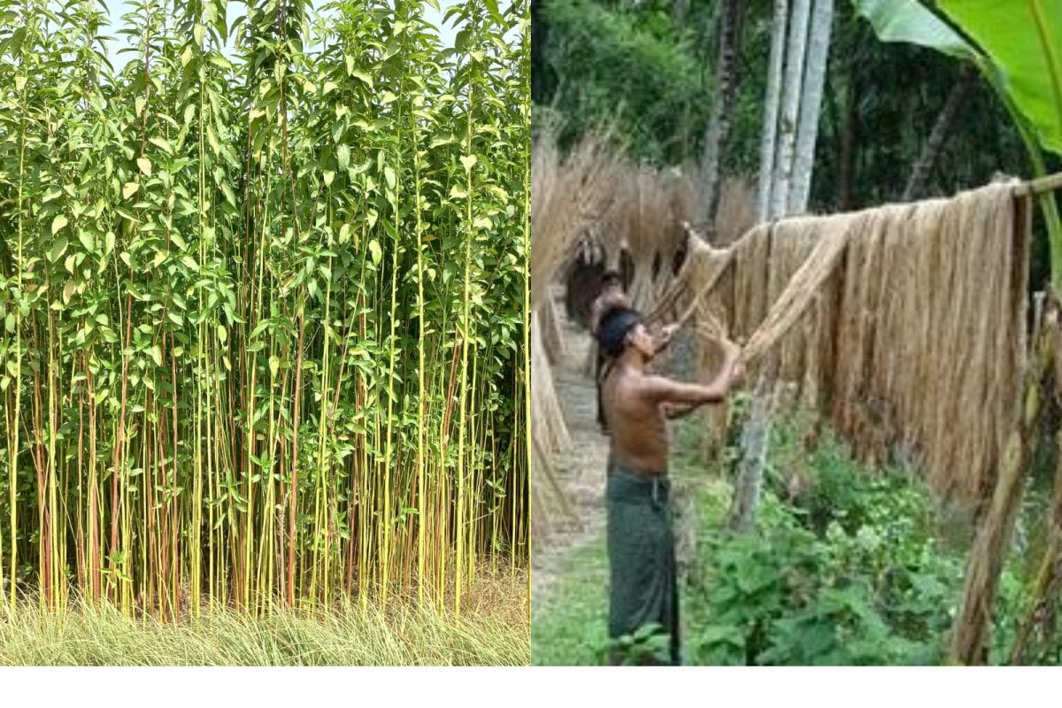 Jute Crop:జనపనార సాగుతో భారీ లాభాలు.. ప్రభుత్వ మద్దతుతో రైతులకు ...
