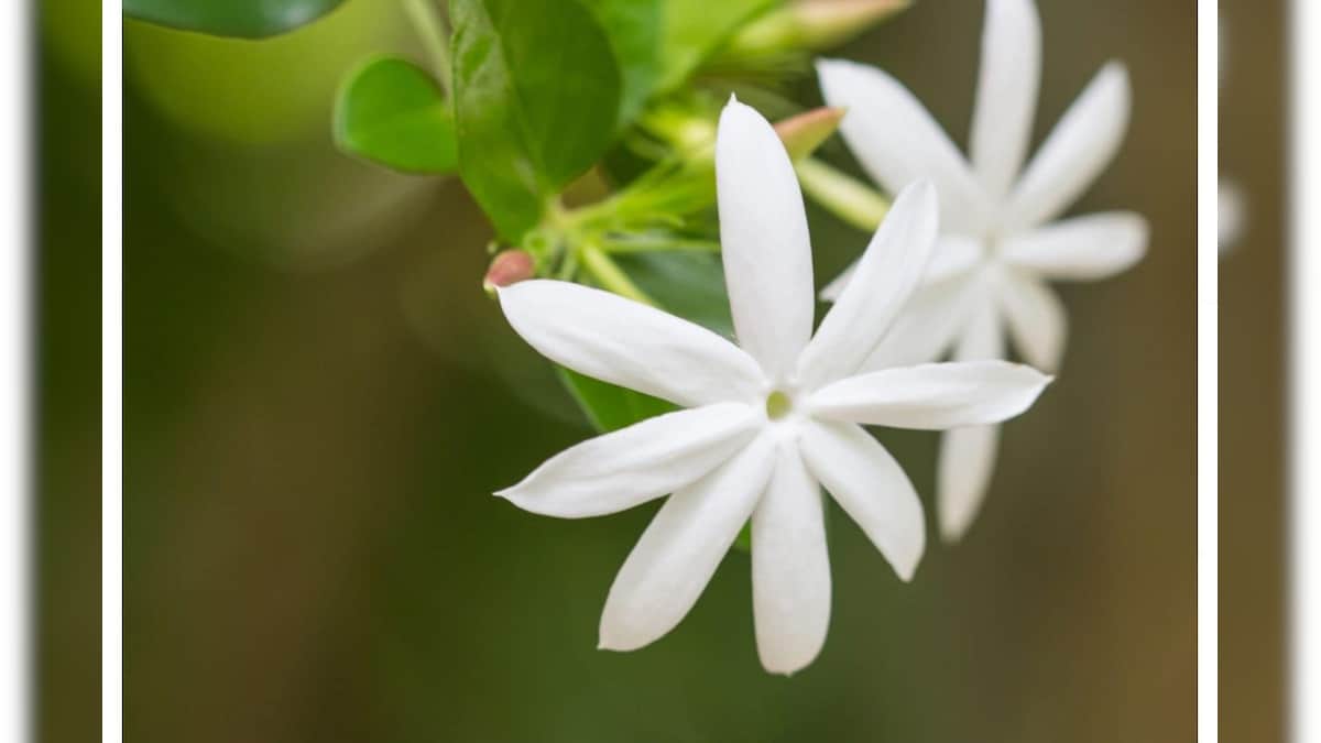 Uric Acid: ఈ పువ్వు అధిక యూరిక్ యాసిడ్ సమస్యకు చెక్ పెడుతుంది.. ఇలా ...