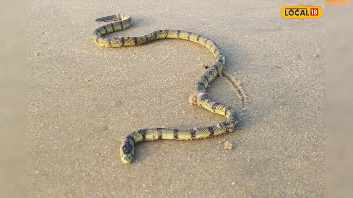 Visakhapatnam: అమ్మో సముద్ర కట్లపాము... ఇది కాటేస్తే వెరీ డేంజర్ ...