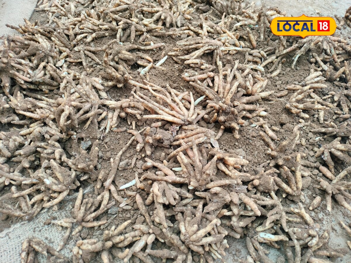 శృంగార శక్తిని పెంచే అద్భుత మూలిక.. ఆ ఊరంతా ఇదే పంట.. లక్షల్లో లాభాలు ...