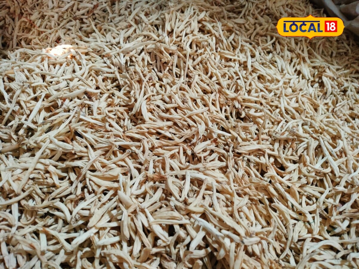 శృంగార శక్తిని పెంచే అద్భుత మూలిక.. ఆ ఊరంతా ఇదే పంట.. లక్షల్లో లాభాలు ...