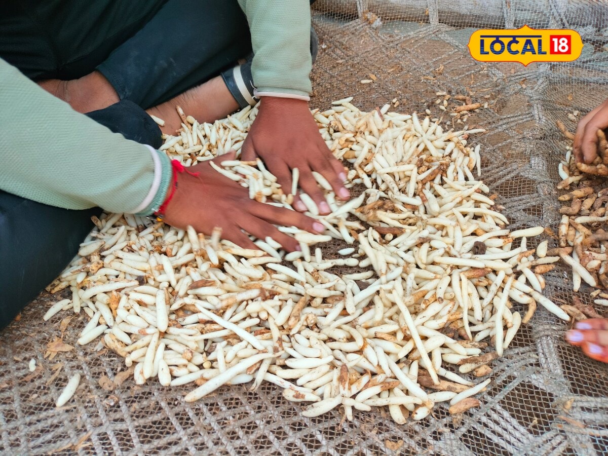 శృంగార శక్తిని పెంచే అద్భుత మూలిక.. ఆ ఊరంతా ఇదే పంట.. లక్షల్లో లాభాలు ...