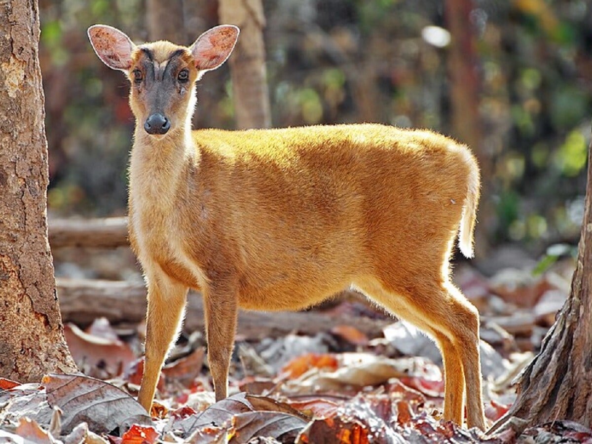 Muntjac Deer: ఈ జింకలు ఎంతో స్పెషల్.. కుక్కలా మొరుగుతాయి! - General ...