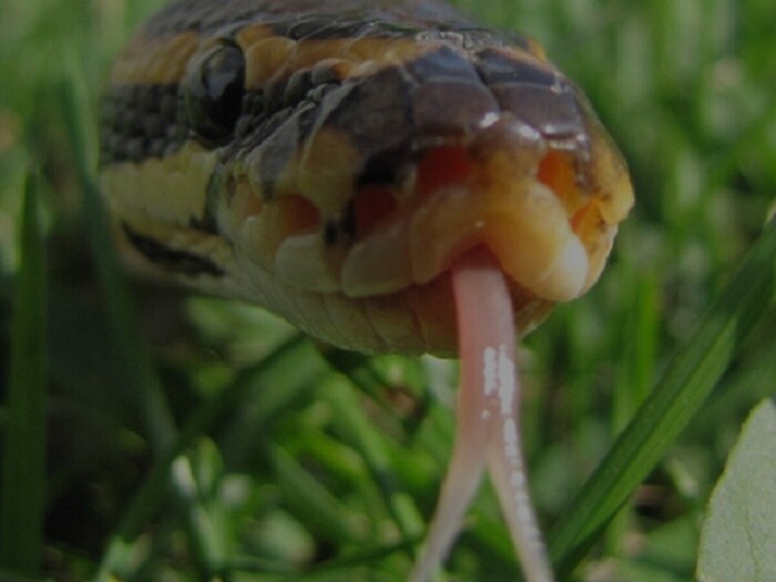 పాము నాలుక ఎందుకు చీలినట్లు ఉంటుంది? నాలిక రంగులు ఎందుకు మారతాయి? | why ...