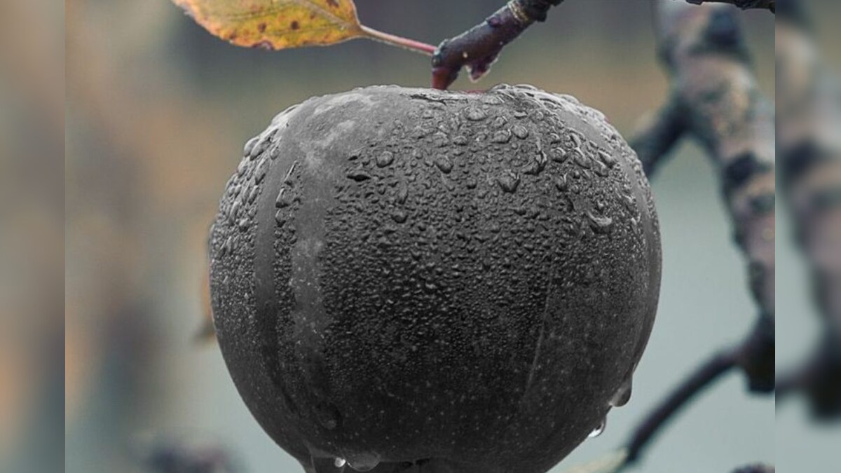 Black Diamond Apple: అరుదైన యాపిల్.. కొనాలంటే ఆస్తులు అమ్ముకోవాలి | why ...