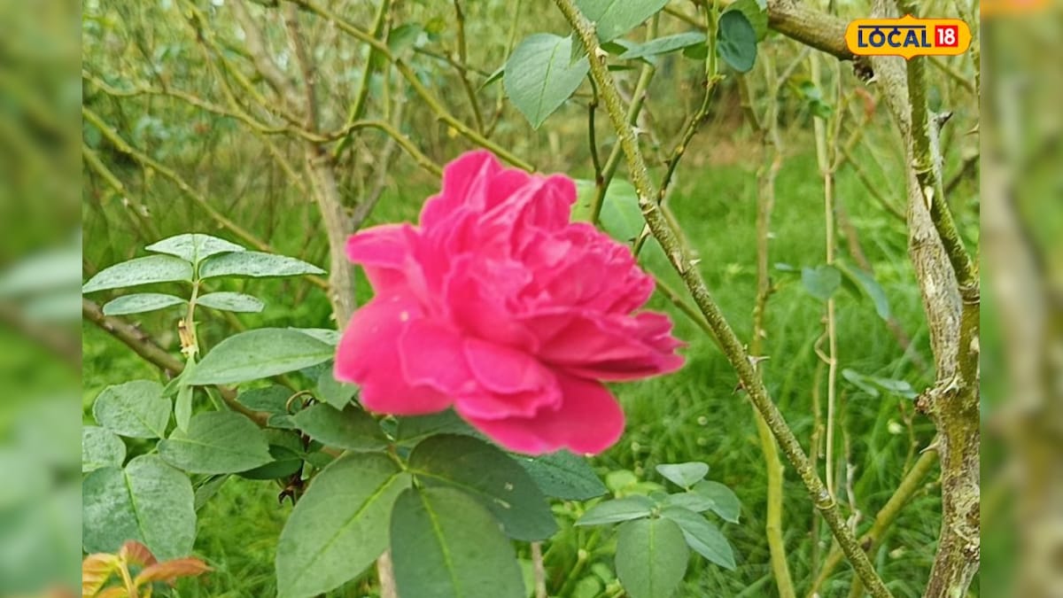 నాటు గులాబీలు.. చూడటానికి రెండు కళ్లు సరిపోవు! | desi rose flower ...