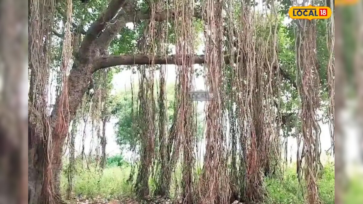 100 ఏళ్ల ఊడల మర్రి చెట్టు... ఈ చరిత్ర మీకు తెలుసా? | This is 100 year ...