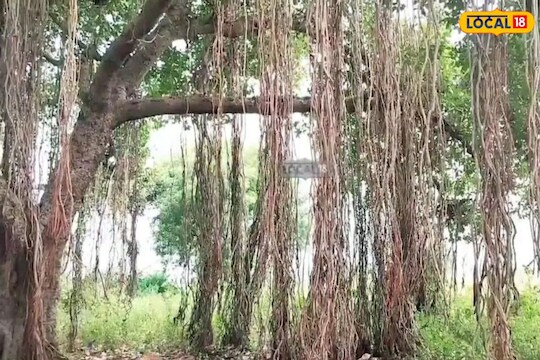 100 ఏళ్ల ఊడల మర్రి చెట్టు... ఈ చరిత్ర మీకు తెలుసా? | This is 100 year ...