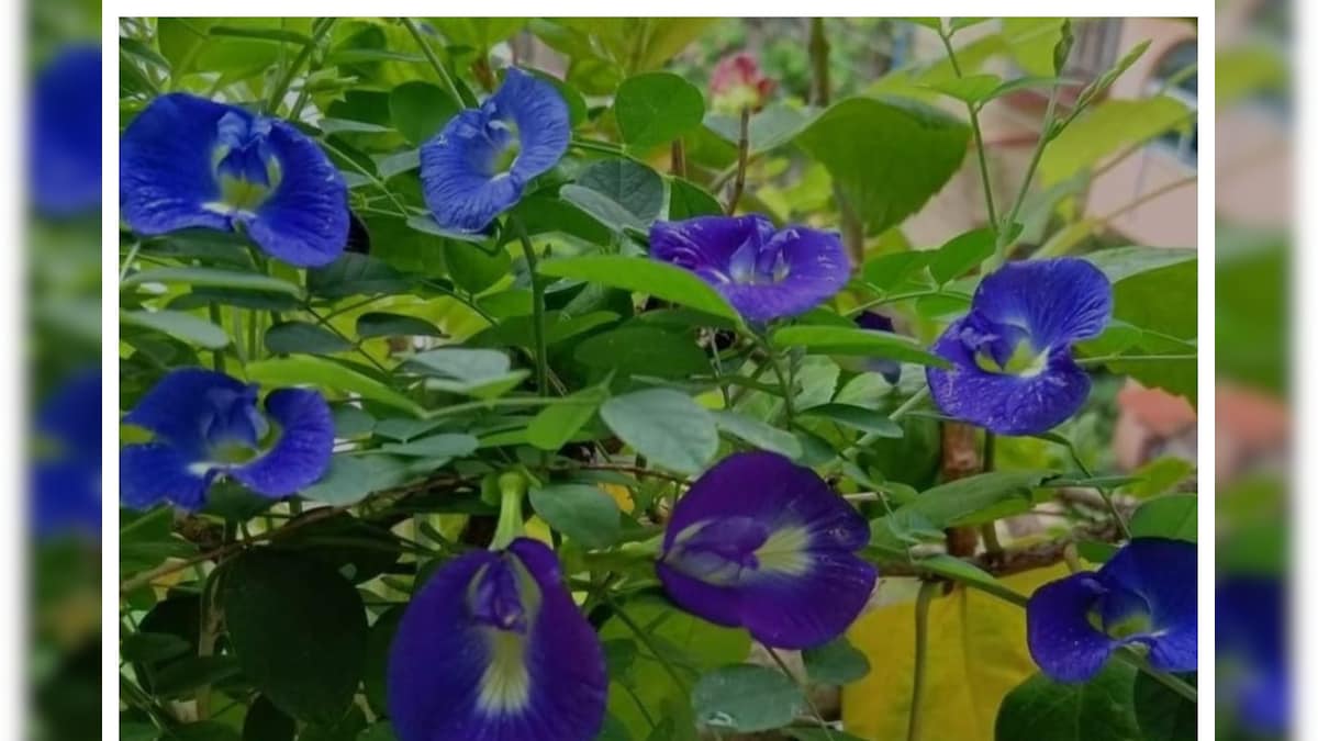 Aparajita Flower Blooming: శంఖుపుష్పాలు వాతావరణ మార్పుల వల్ల వికసించవు ...