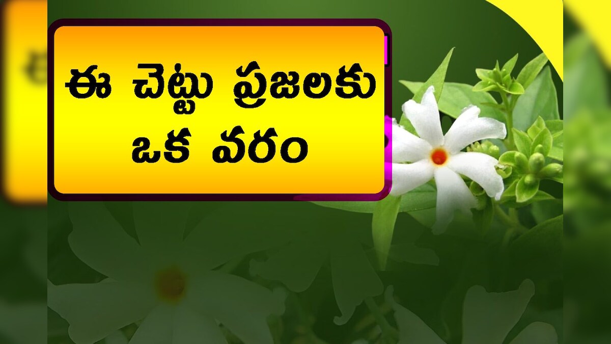 ఈ చెట్టు ప్రజలకు ఒక వరం.. ఆకులు, పువ్వులతో అనేక ప్రయోజనాలు | night ...