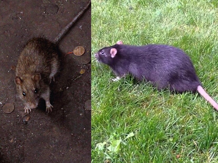 Rat Repellents: మీ ఇంటి నుంచి ఎలుకల్ని తరిమికొట్టే అద్భుత చిట్కాలు ...