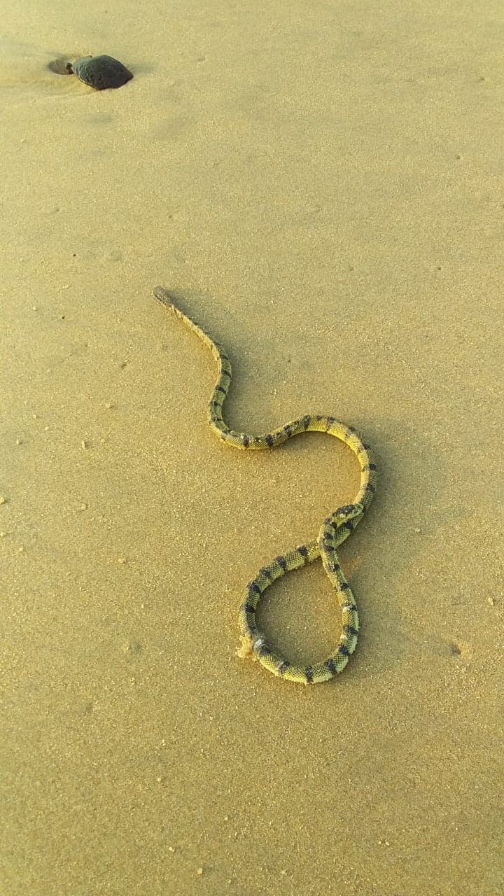 Visakhapatnam: అమ్మో సముద్ర కట్లపాము... ఇది కాటేస్తే వెరీ డేంజర్ ...