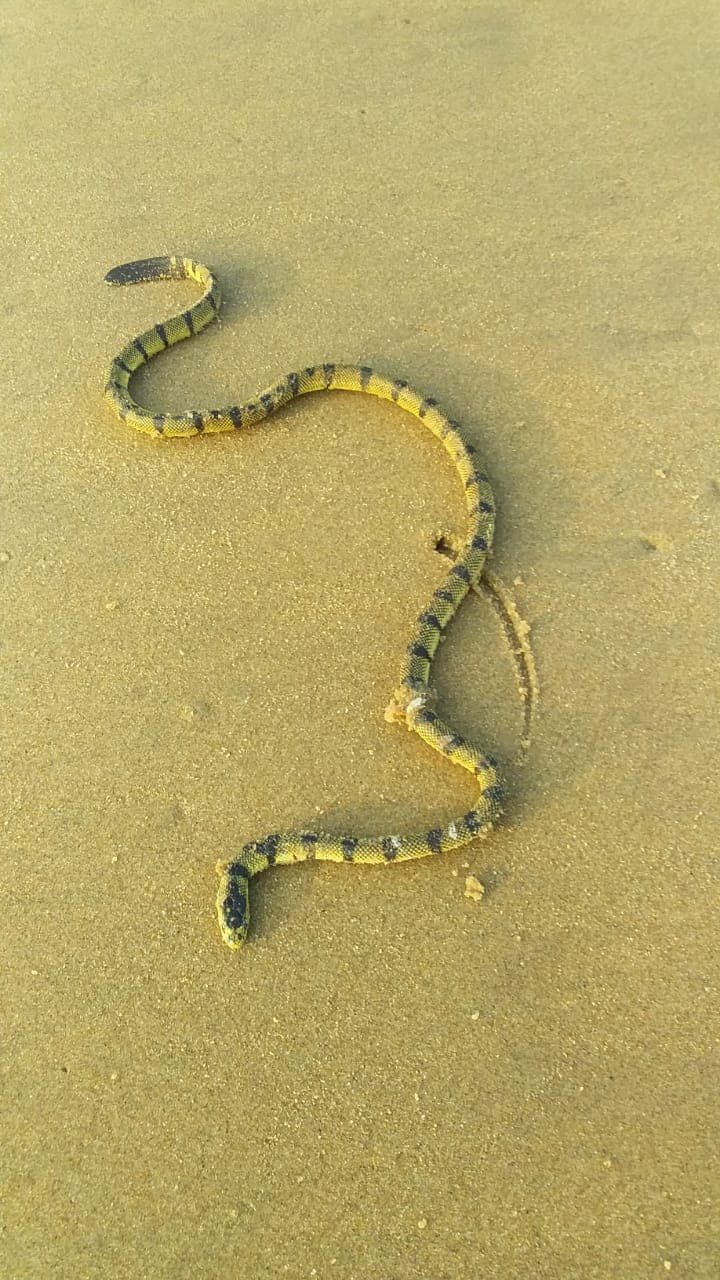 Visakhapatnam: అమ్మో సముద్ర కట్లపాము... ఇది కాటేస్తే వెరీ డేంజర్ ...