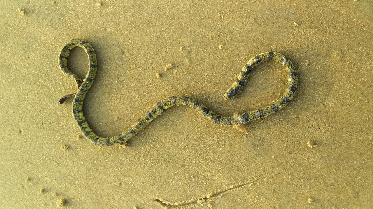 Visakhapatnam: అమ్మో సముద్ర కట్లపాము... ఇది కాటేస్తే వెరీ డేంజర్ ...