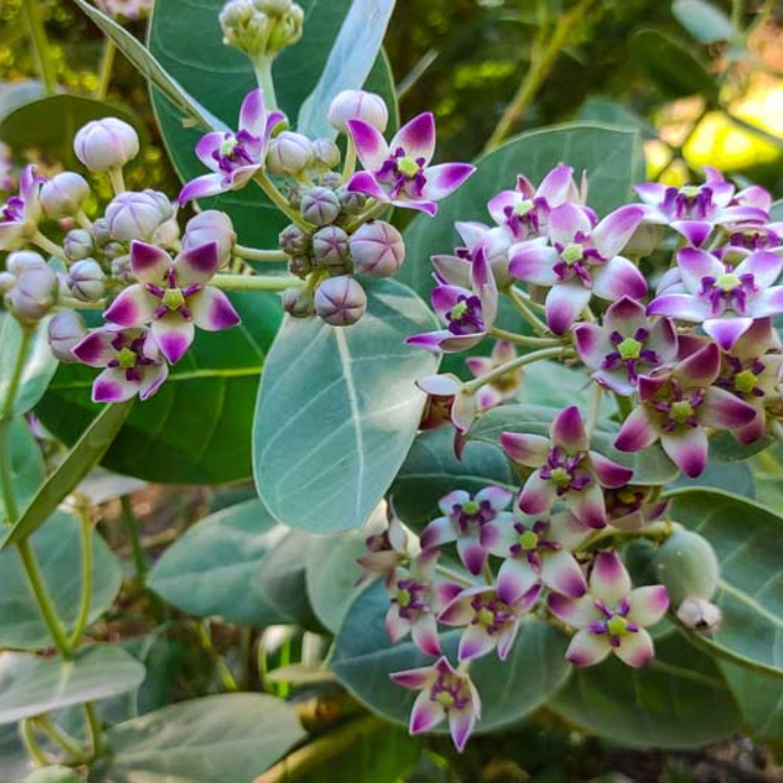 Grah dosh: ఈ చెట్టుకు 9 గ్రహాలను శాంతింపజేసే అద్భుతమైన శక్తి .. శని ...