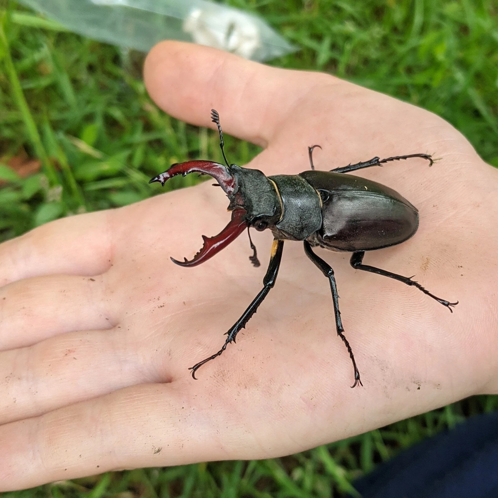Stag Beetle: ఈ ఒక్క కీటకం ధర రూ.75 లక్షలు... ఇది ఒక్కటి ఉంటే ఆడీ కూడా ...