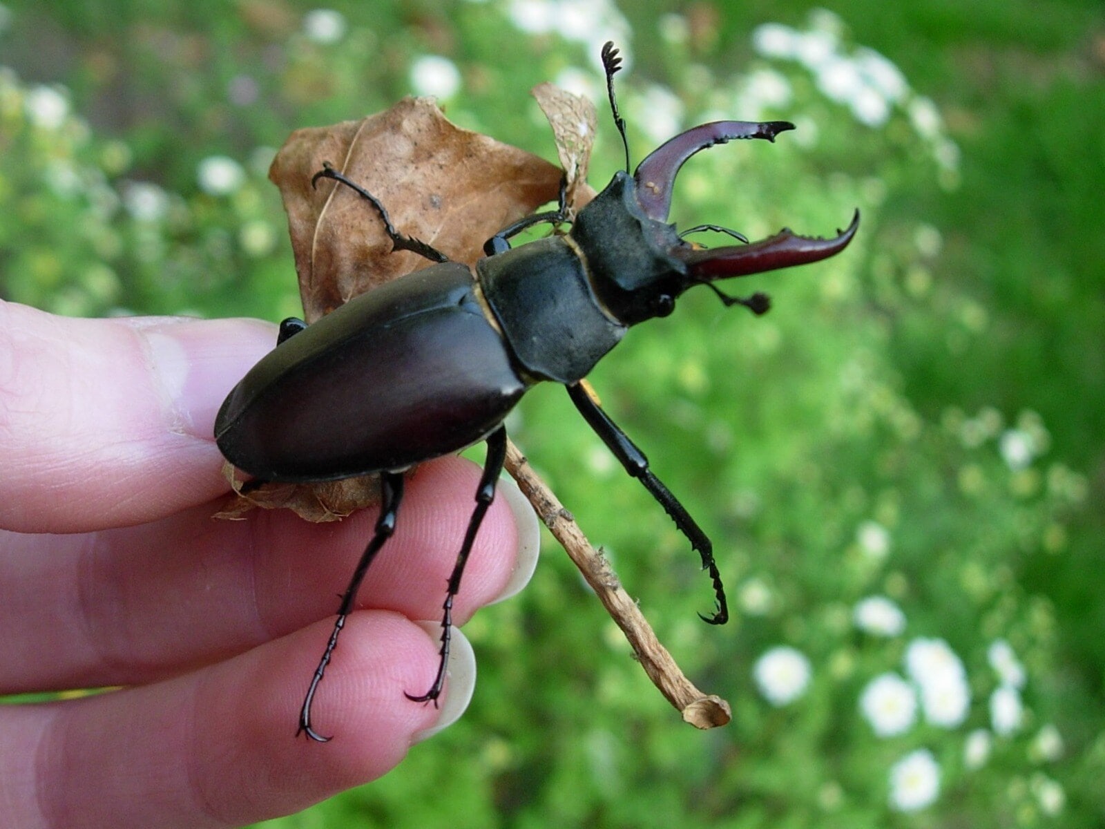 Stag Beetle: ఈ ఒక్క కీటకం ధర రూ.75 లక్షలు... ఇది ఒక్కటి ఉంటే ఆడీ కూడా ...