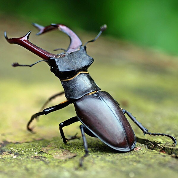 Stag Beetle: ఈ ఒక్క కీటకం ధర రూ.75 లక్షలు... ఇది ఒక్కటి ఉంటే ఆడీ కూడా ...