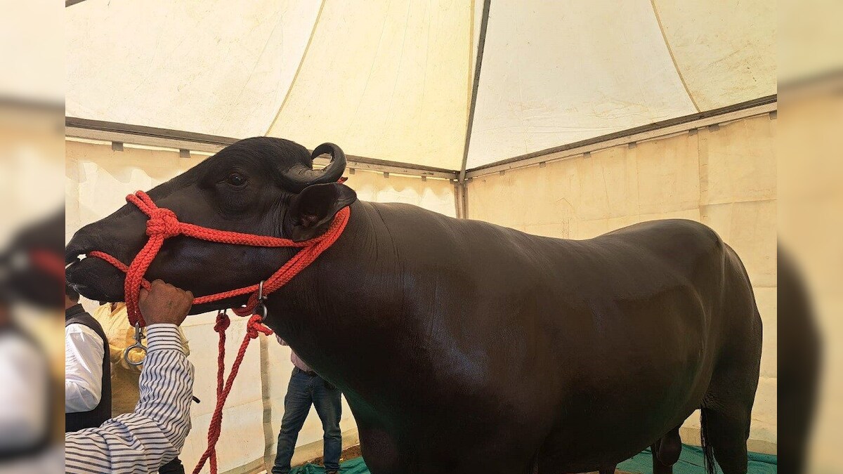 గోలు 2 ముర్రా జాతి గేదే పదికోట్ల ఖరీదు చేస్తుంది హర్యానా నుంచి పాట్నా ...