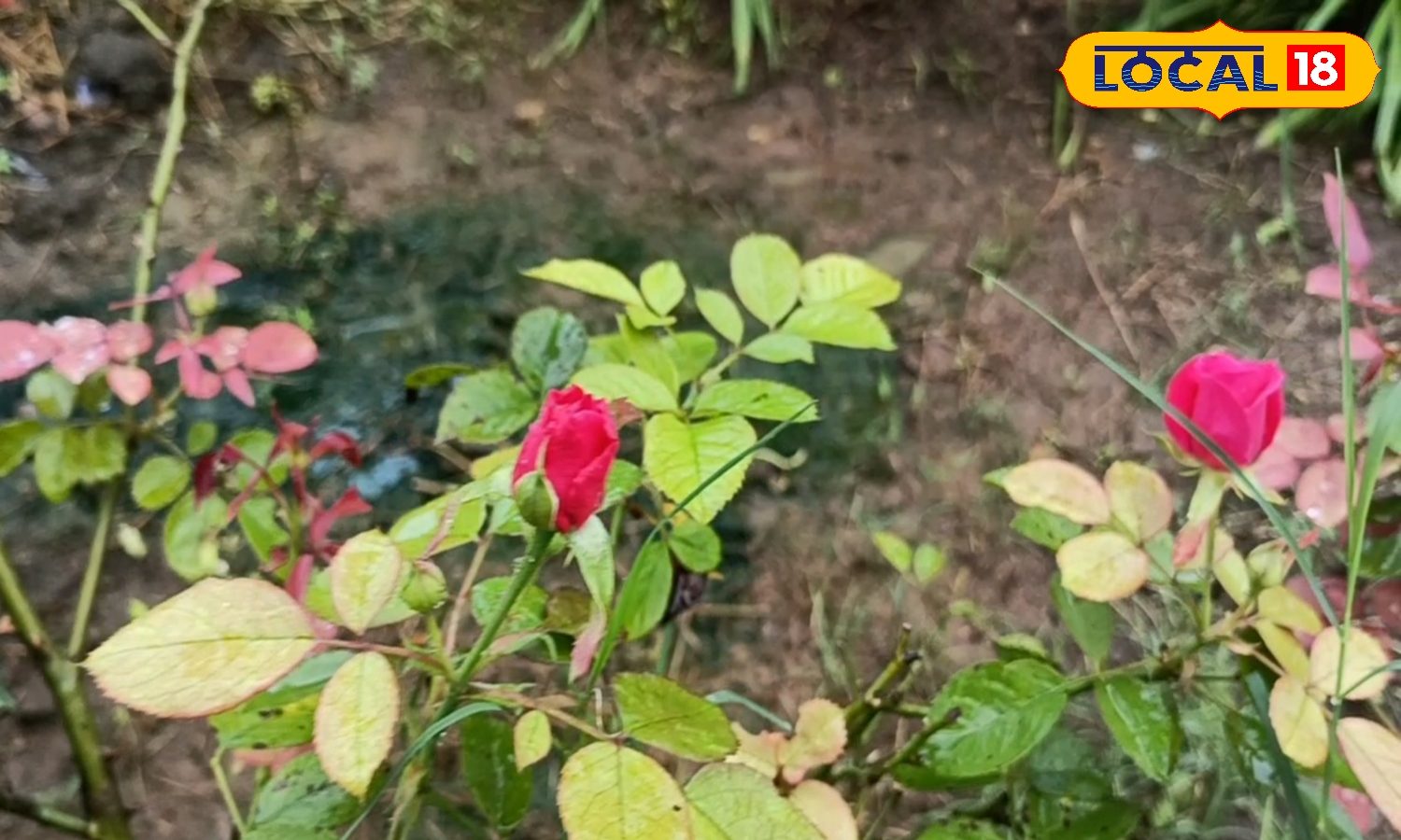 Cultivation of Rose Crop: ప్రతీ సంవత్సరం లక్షల ఆదాయం.. 15 ఏళ్ల వరకు ...