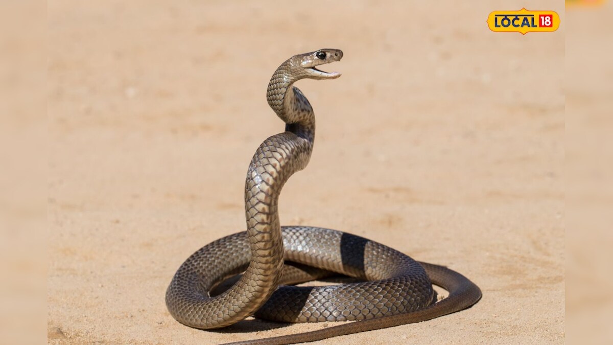 విశాఖలో డేంజరస్ పాముల కలకలం... ఒకటి శ్వేతనాగు... ఇంకొకటి రక్తపింజర ...