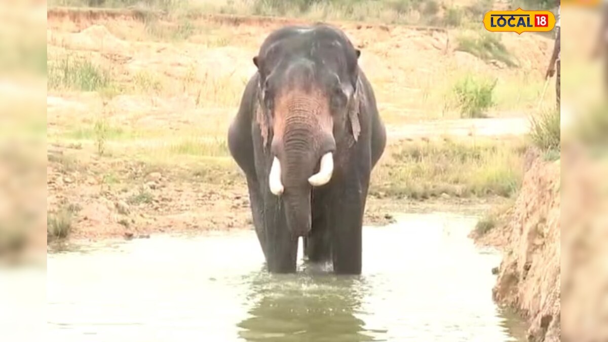 ఏనుగుల దాడి నుంచి రక్షణ.. ఈ టిప్స్ తో చాలా సులువు... What is the nature ...