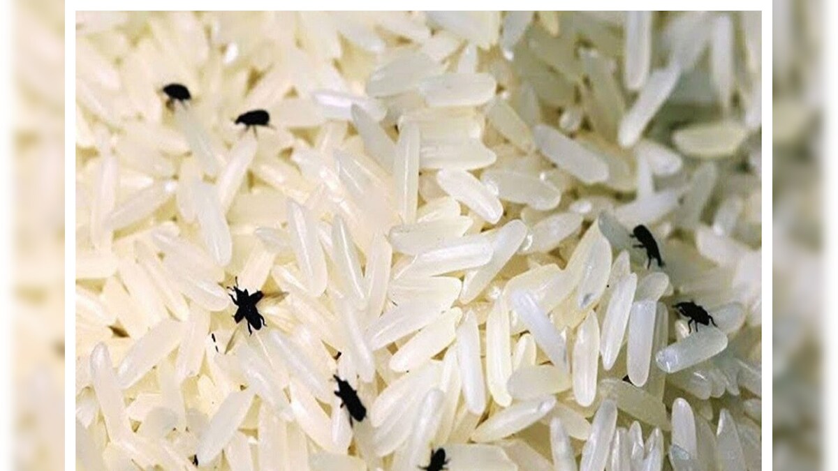 Home Remedies-Rice Bugs: బియ్యం పురుగుపట్టకుండా ఏడాది మొత్తం ఫ్రెష్ గా ...