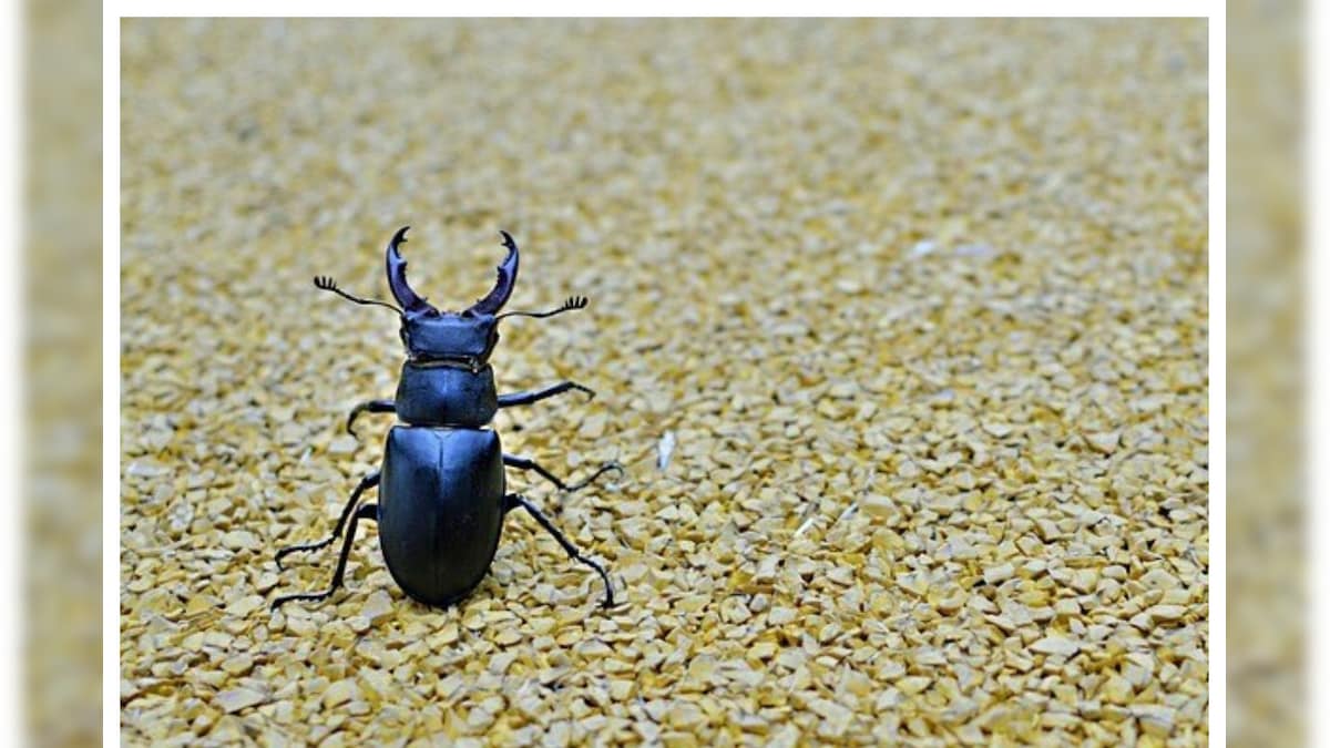 Stag Beetle: ఈ ఒక్క కీటకం ధర రూ.75 లక్షలు... ఇది ఒక్కటి ఉంటే ఆడీ కూడా ...
