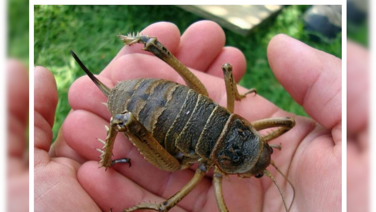 World Heaviest Insect: చిట్టెలుక బరువు కంటే 3 రెట్లు ... ఇది ...