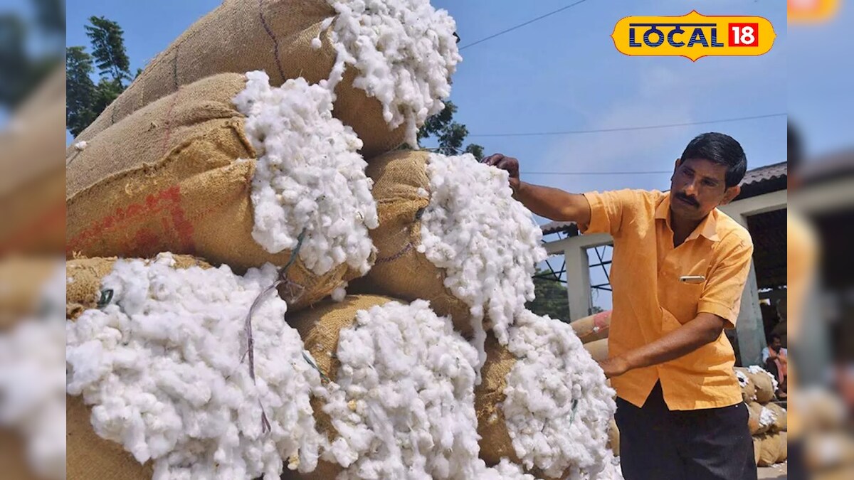 Cotton Price: తెల్ల బంగారం ధర ఢమాల్... క్వింటాల్ ఎంతంటే | Cotton prices ...