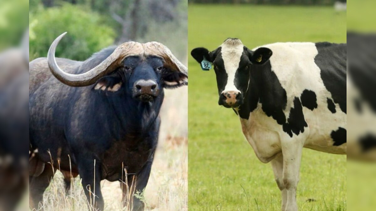 Pashu Loan Yojana: పాడి రైతులకు కేంద్రం గుడ్‌న్యూస్.. పశువుల కొనుగోలుకు ...