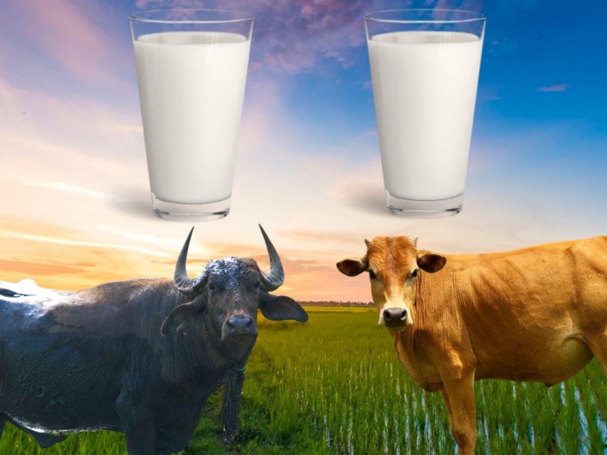 గేదె పాలు ఆవు పాలు ఏది ఉత్తమమైనది|cow milk vs buffalo milk which one is ...