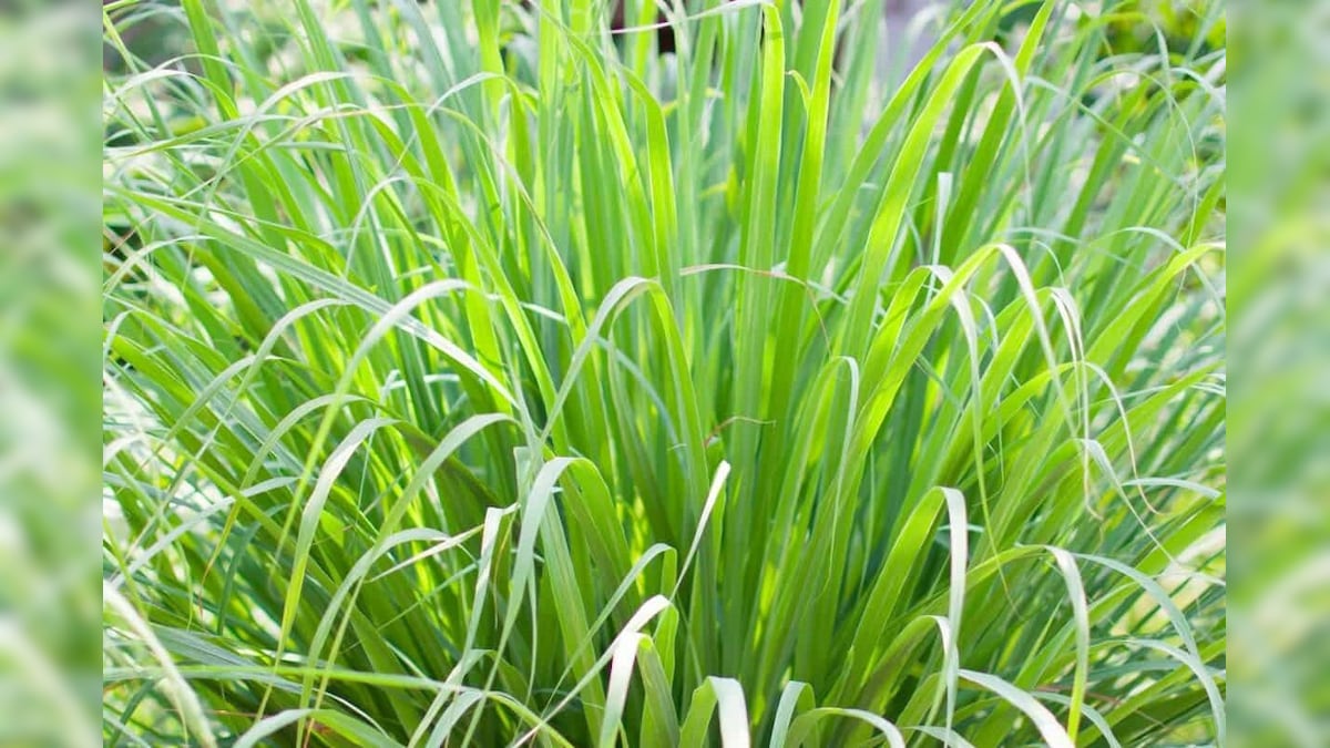 Health Tips: ఈ మొక్క ఇంట్లో ఉంటే.. కరోనాతో పాటు అనేక వ్యాధులు నయం..! | Health Tips: health ...