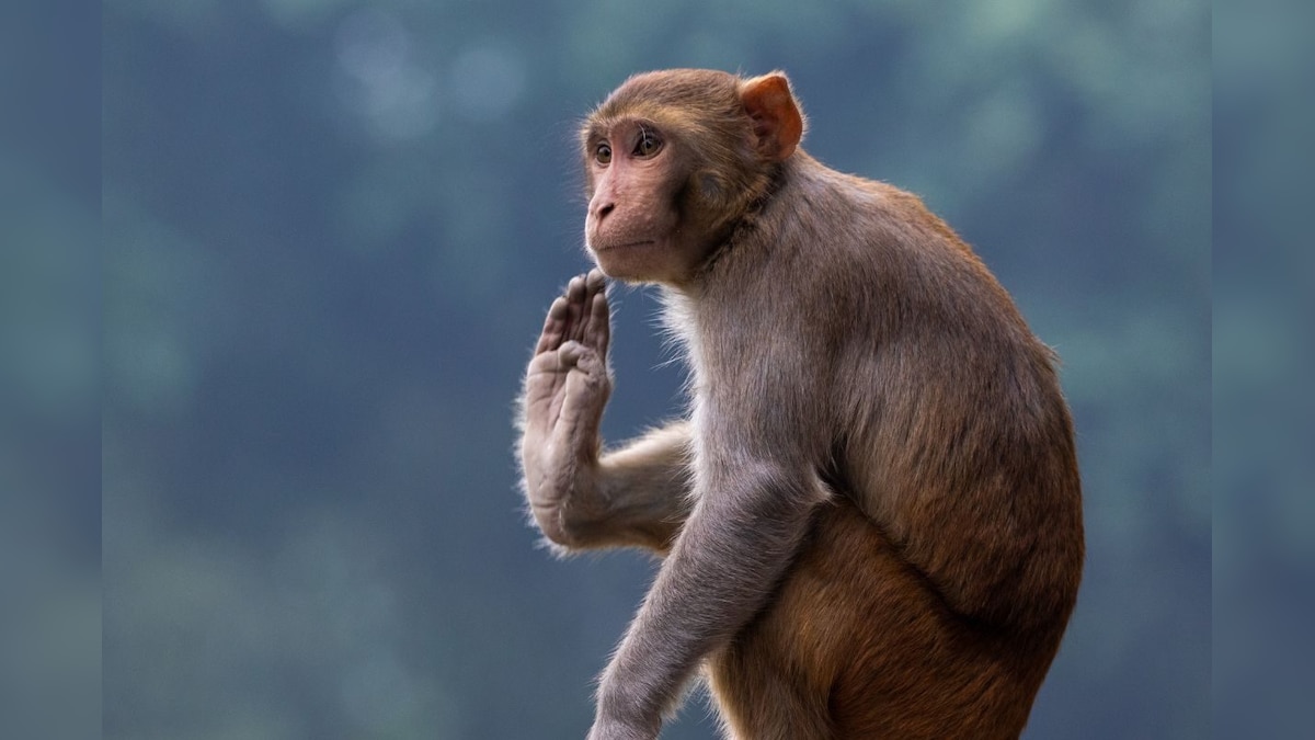 Monkeys: కోతులు మనుషుల్లానే ఎందుకుంటాయి? అవి నిజంగానే మన పూర్వీకులా ...