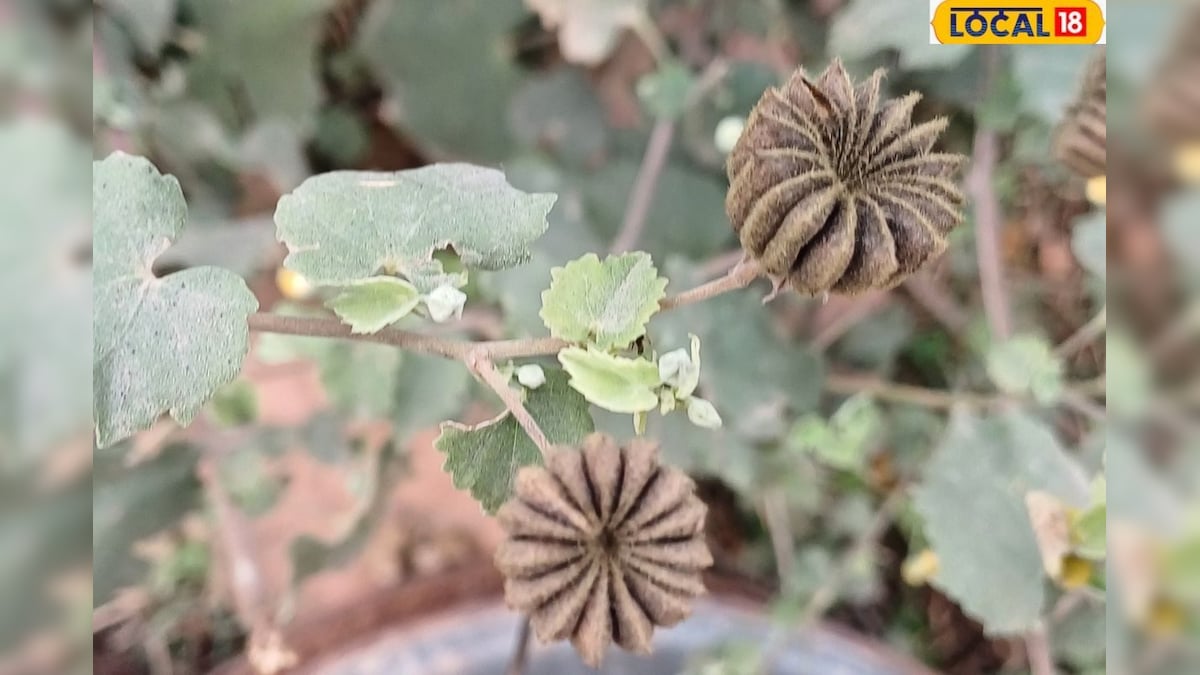 అతిబాల ఒక టీస్పూన్ పౌడర్ తో అనేక జబ్బులు మాయం|atibala will destroy ...