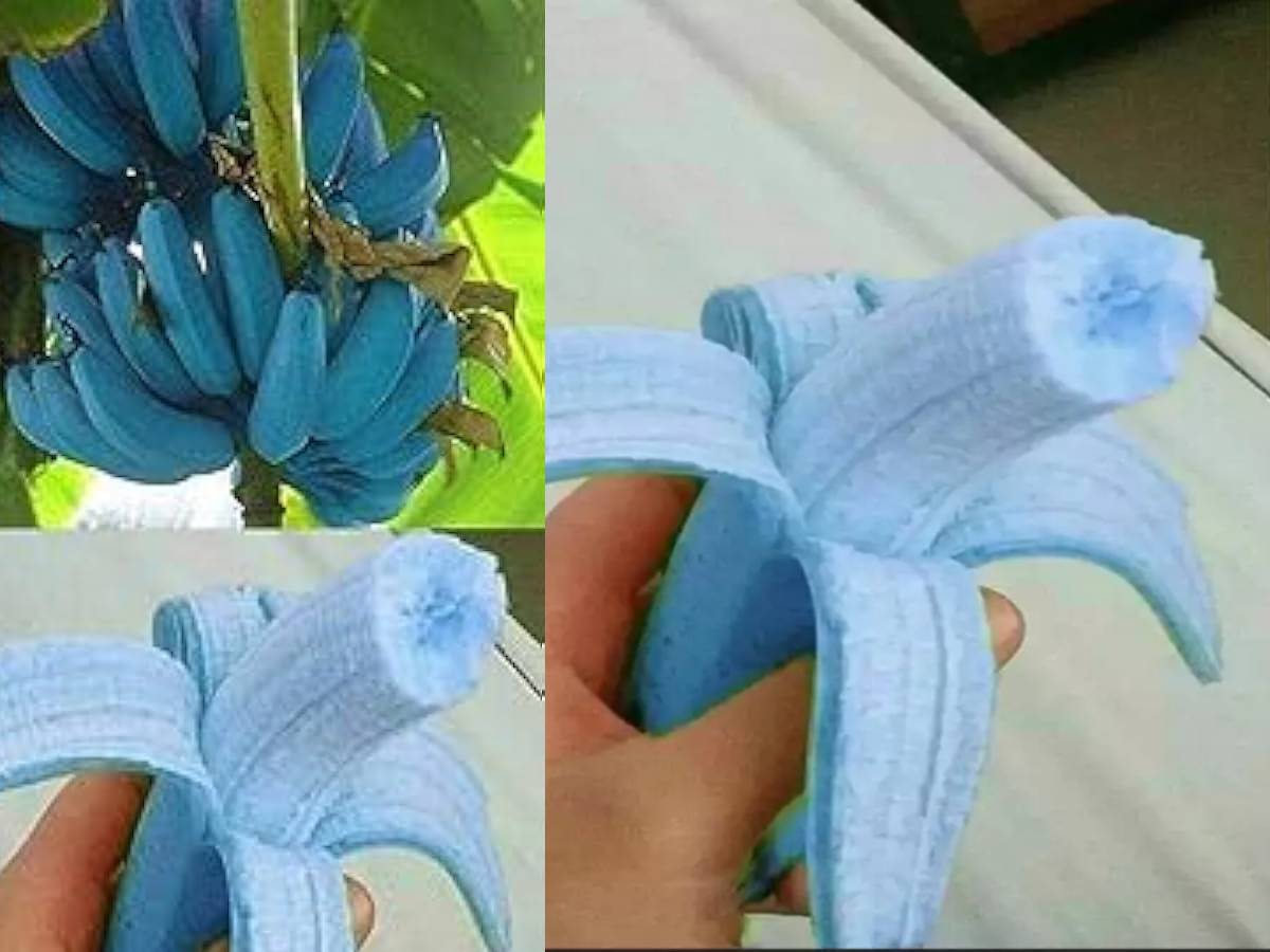 Blue Java Banana: పసుపు కాదు.. నీలం రంగు అరటి పండు ఎప్పుడైనా తిన్నారా ...