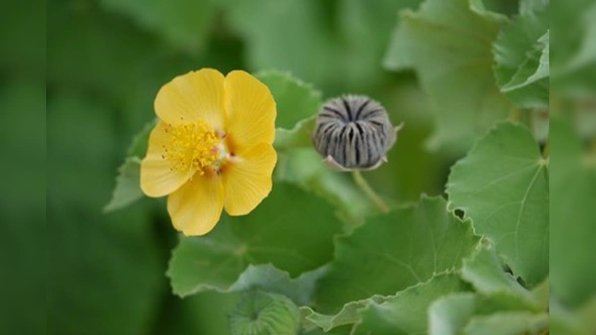 Atibala: పురుషుల్లో లైంగిక శక్తి పెంచే పవర్‌ఫుల్ మొక్క ఇది.. కనిపిస్తే ...