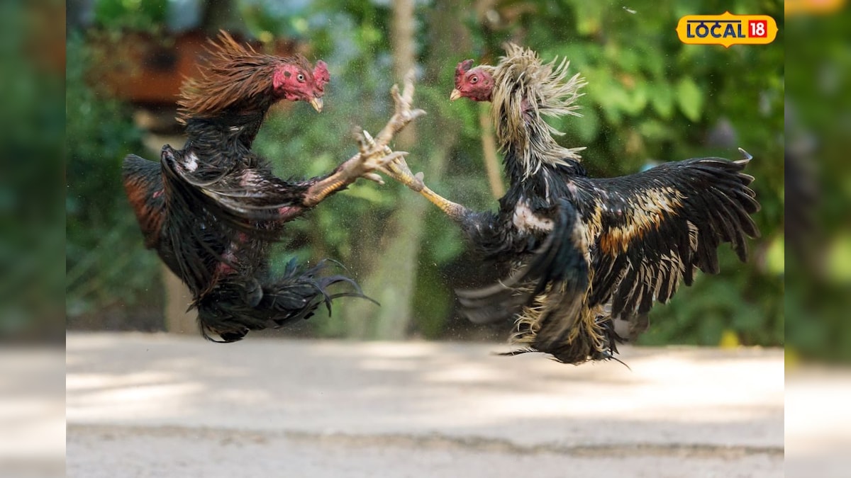 Kodi Pandalu: పందానికి సై అంటున్న నాటుకోడి పుంజులు... ఒక పుంజు ధర ...