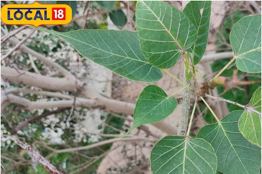 Peepal Tree : మీ ఇంట్లో ఈ మొక్క పెరుగుతుందా.. అయితే వెంటనే తీసేయండి ...
