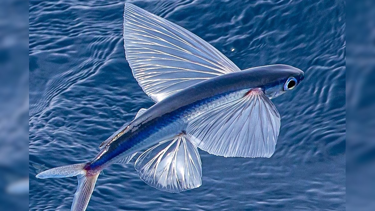 Flying Fish: రెక్కల చేపలు.. అచ్చం పక్షుల్లా గాల్లోకి ఎంత చక్కగా ...