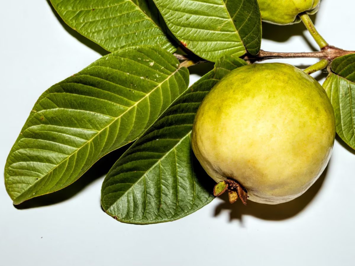 ఈ ఆకులు నమలడం వల్ల శరీరంలో రోగాలు మాయం.. యూరిక్ యాసిడ్ బయటకు పోతుంది ...