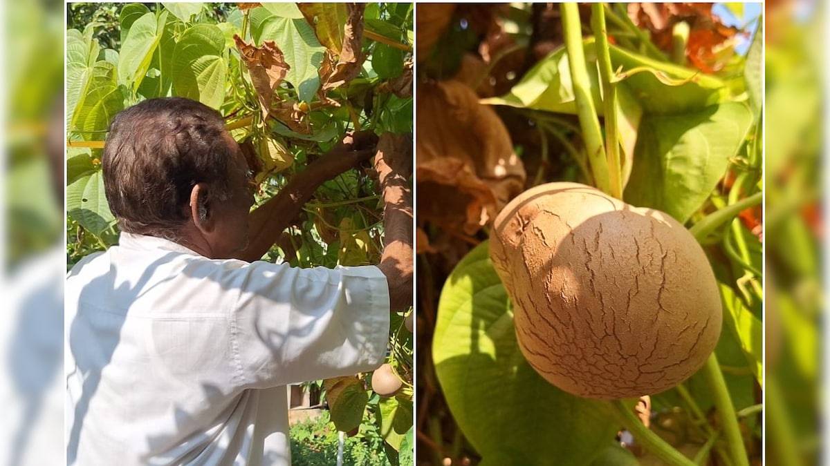 Jain Potato : బంగాళ దుంపలకు కూడా మతమా.. ఈ రైతు ప్రత్యేకమైన వ్యవసాయం ...