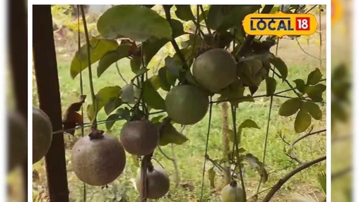 Fruit : మహాభారత కాలం నాటి ఈ ఫలం ఎంతో విశిష్టమైనది.. ఔషధ పరంగా పండ్లకి ...