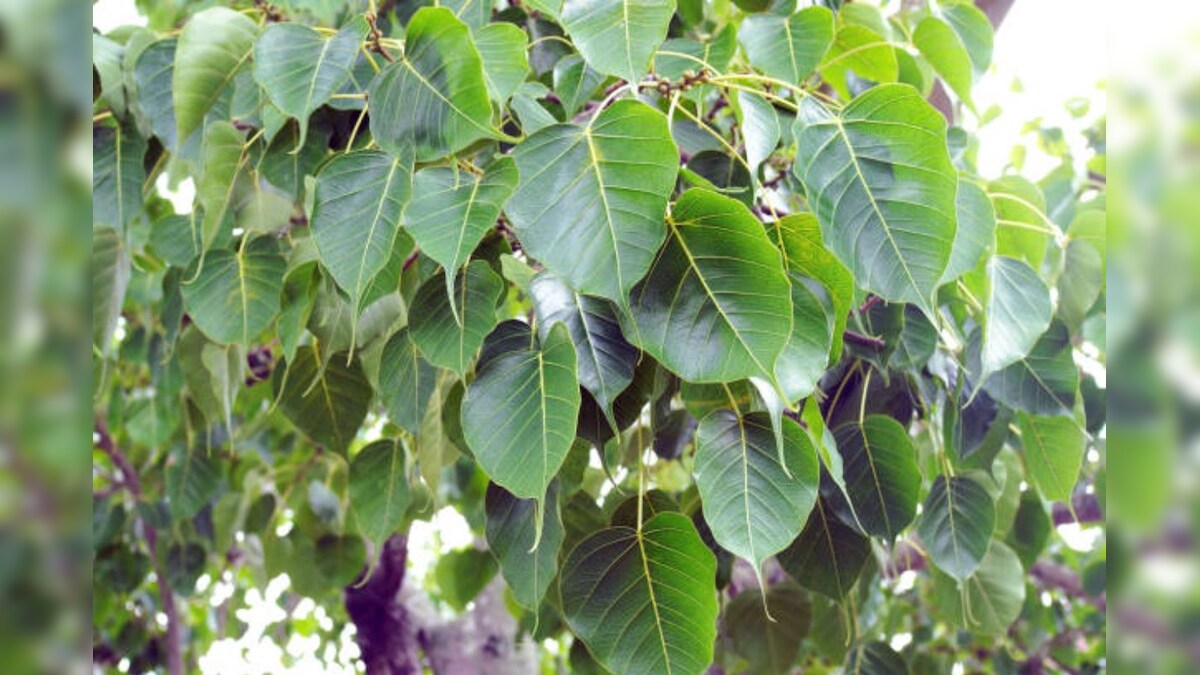 ‘పొరపాటున కూడా రావిచెట్టు ఇంట్లో నాటుకోవద్దు..’..జ్యోతిష్యులు ...